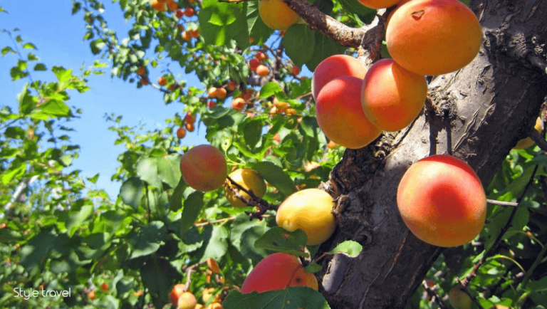 Top Vietnamese Fruits Loved by Locals and Tourists Alike